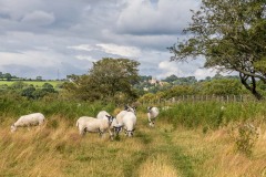 Aydon Castle walk - Corbridge walk - Northumberland walks