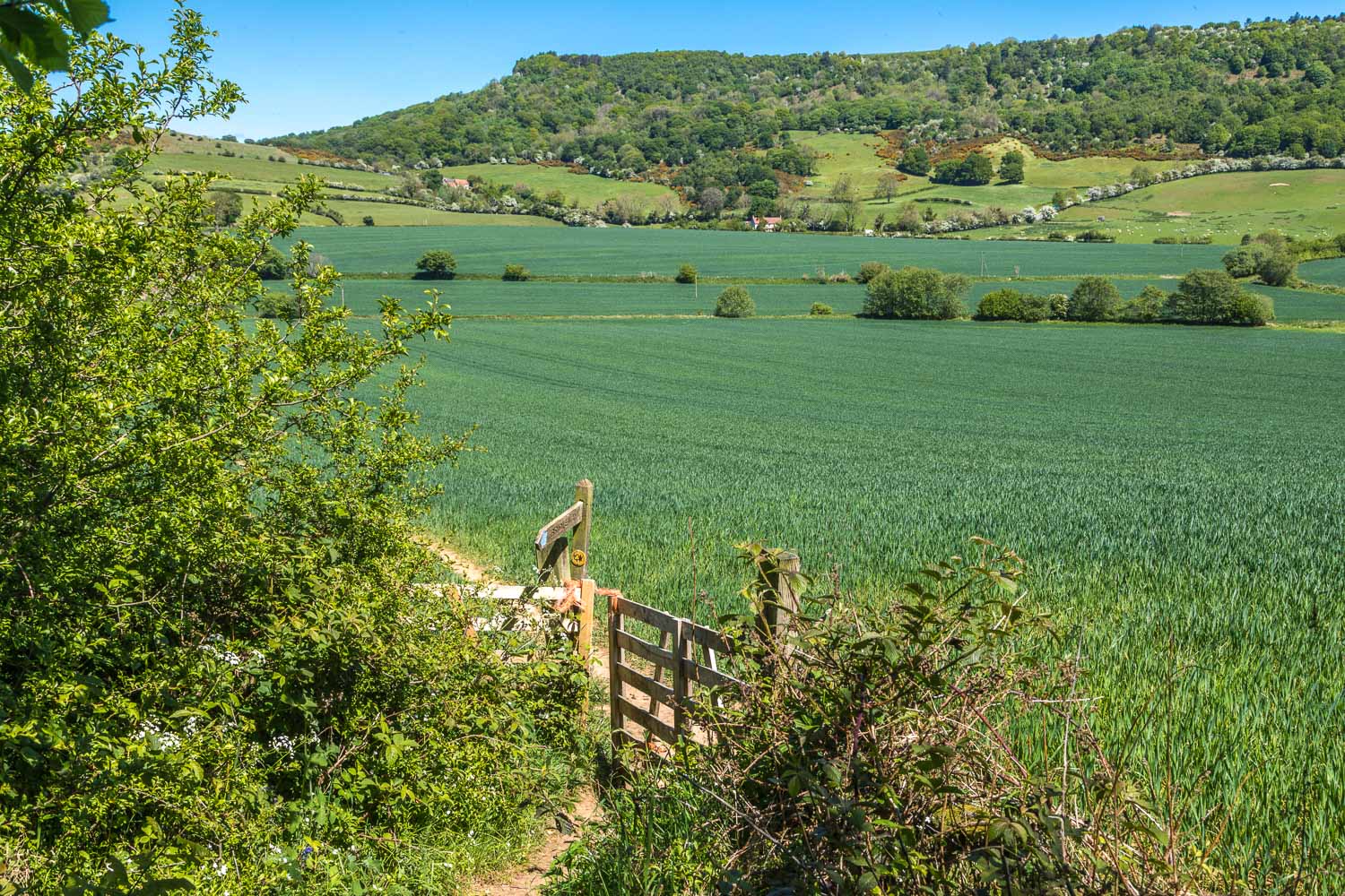 Sutton Bank - Andrews Walks