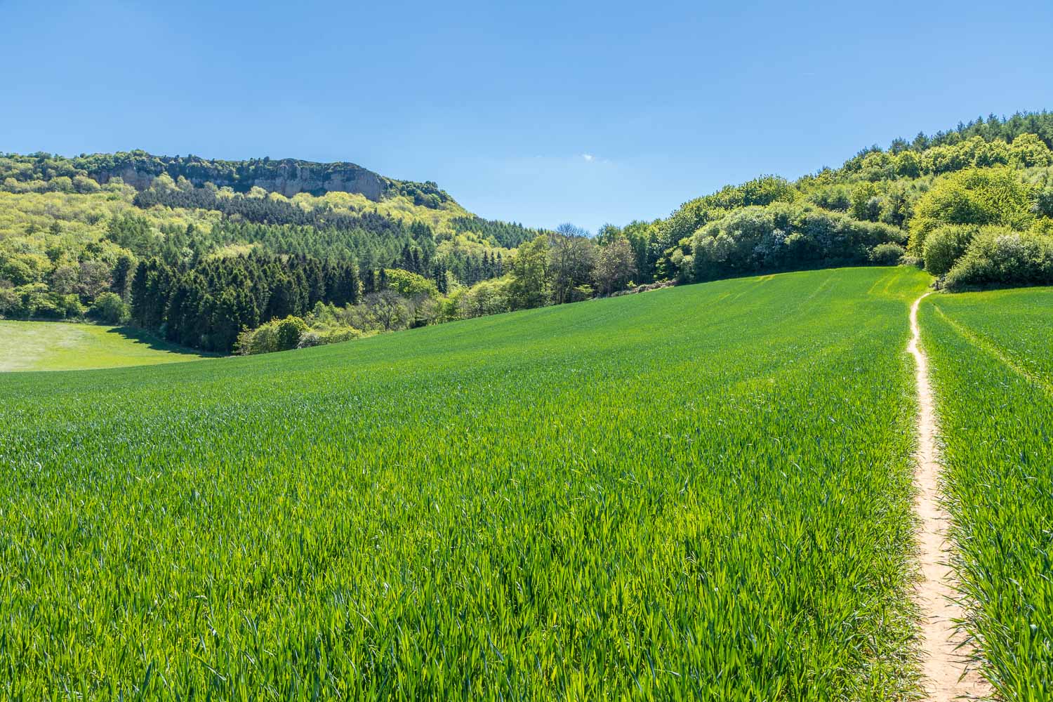 Sutton Bank - Andrews Walks