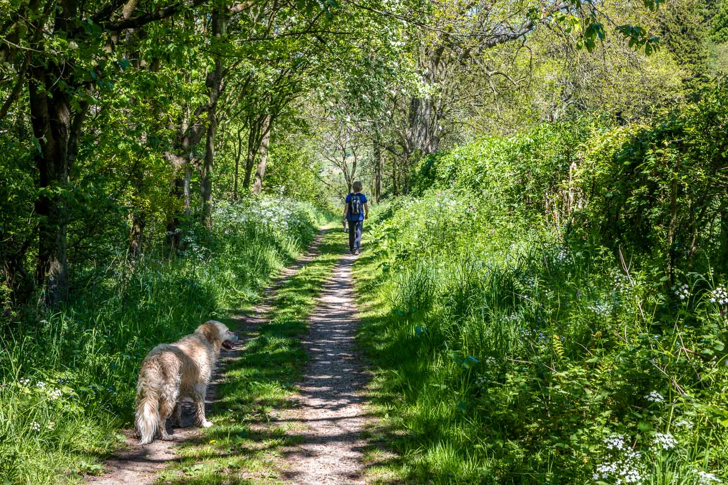 Sutton Bank - Andrews Walks